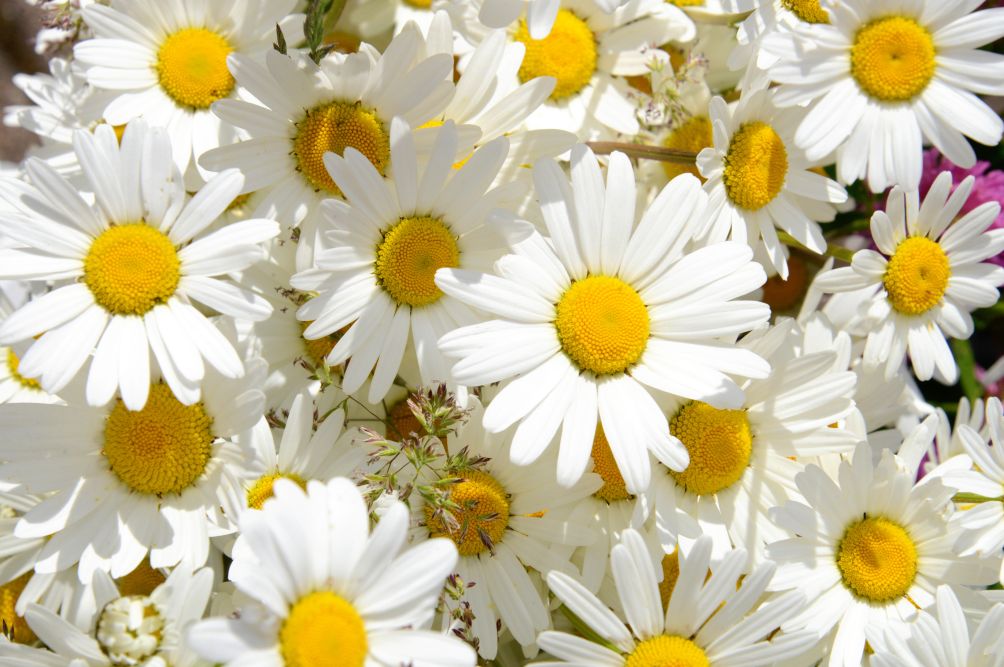 Petrine – Pītera i Puovula dīna - lakuga.lv