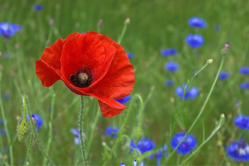 Ar mitologeju saisteitys pučis - lakuga.lv