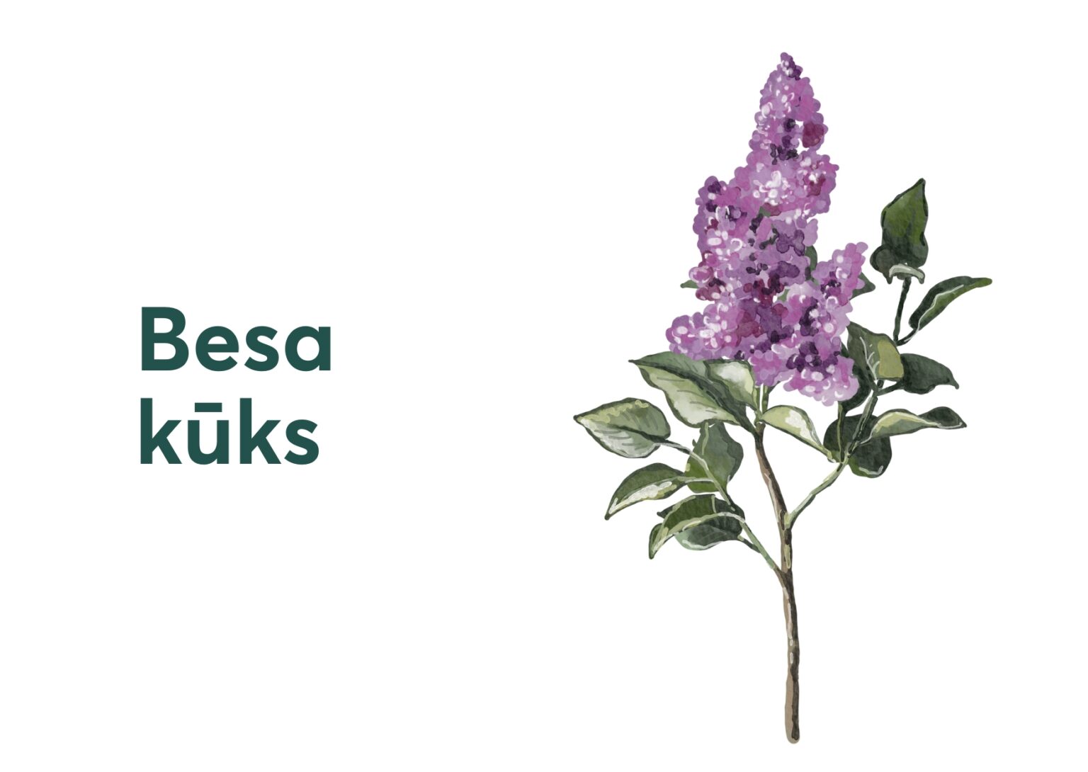 Tests: Kas tys par augu? - lakuga.lv